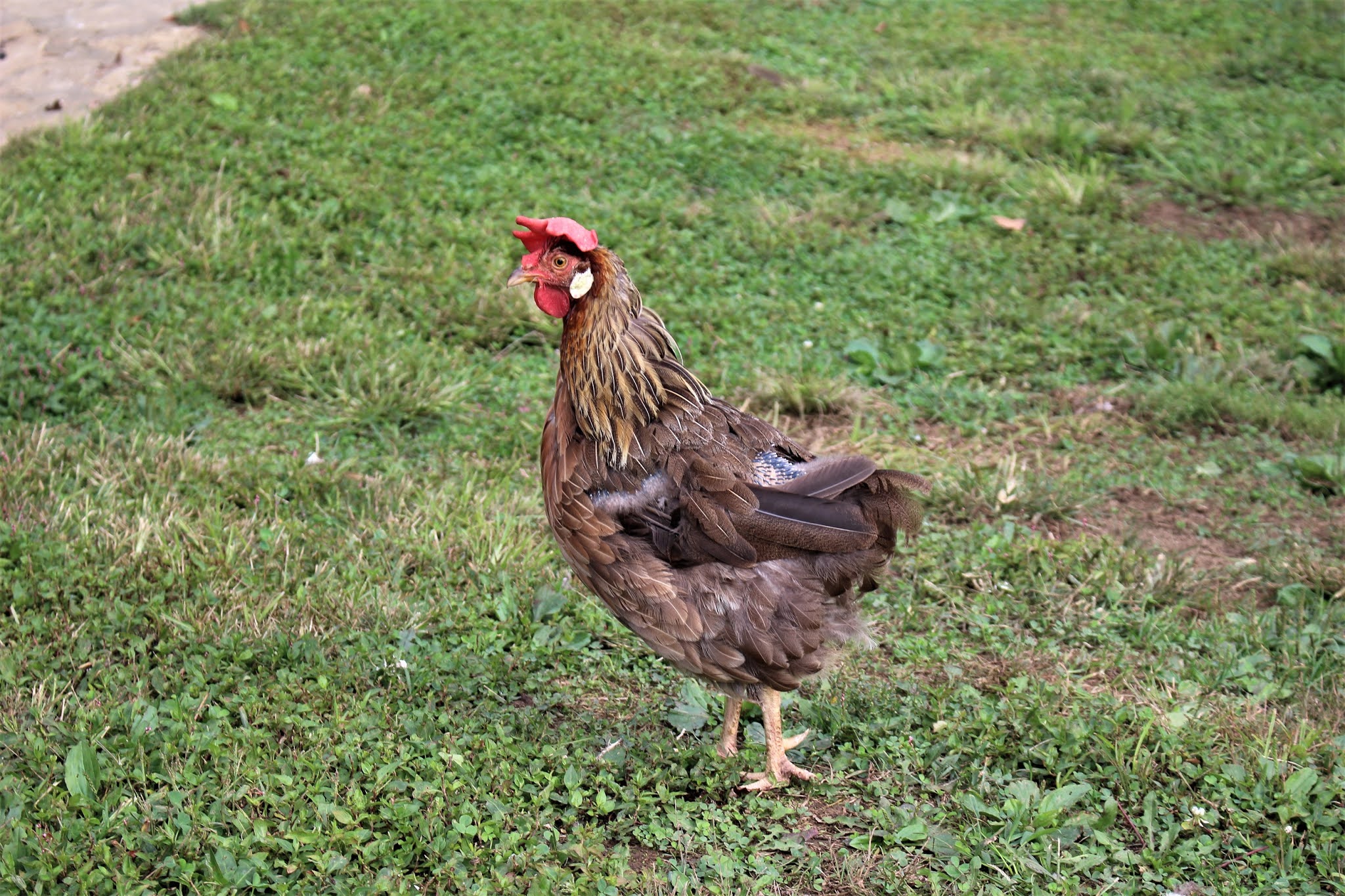 Pam's Backyard Chickens: A Guide to Chicken Feather Types
