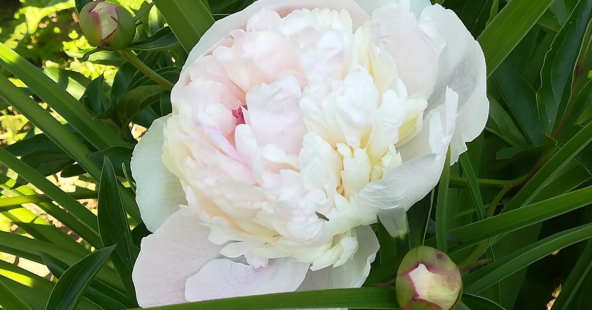 Rohtaias Paeonia Pojeng