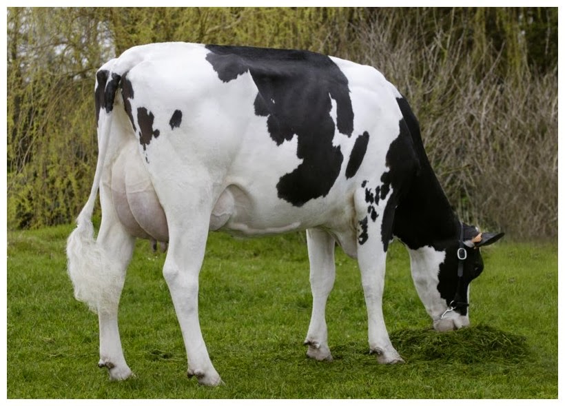 Generalidades de la Ganadería Bovina.: Holstein