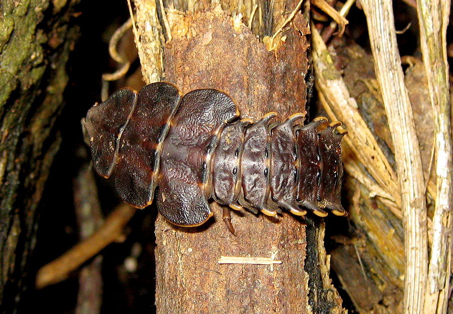 Real Monstrosities: Trilobite Beetle