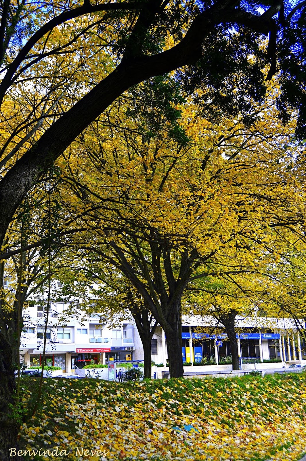 "Sua Maldade"...: Beleza as Ruas do Campo Grande...