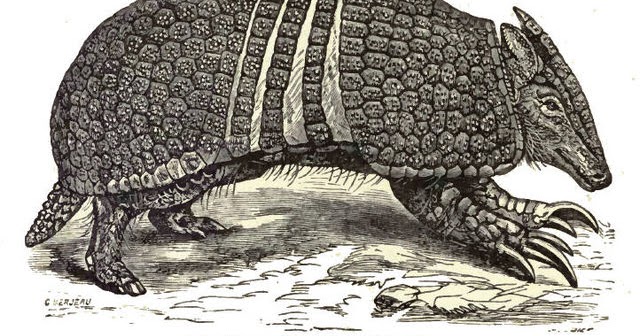 15+ INTERESTING FACTS ABOUT ARMADILLOS