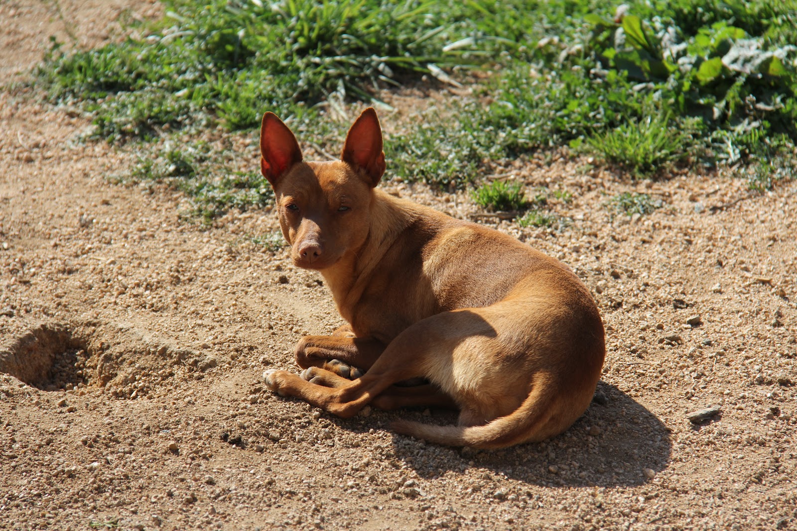 Podencos El Fortachón: Coco Y Nica