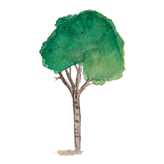 Nicola: Tree Pattern