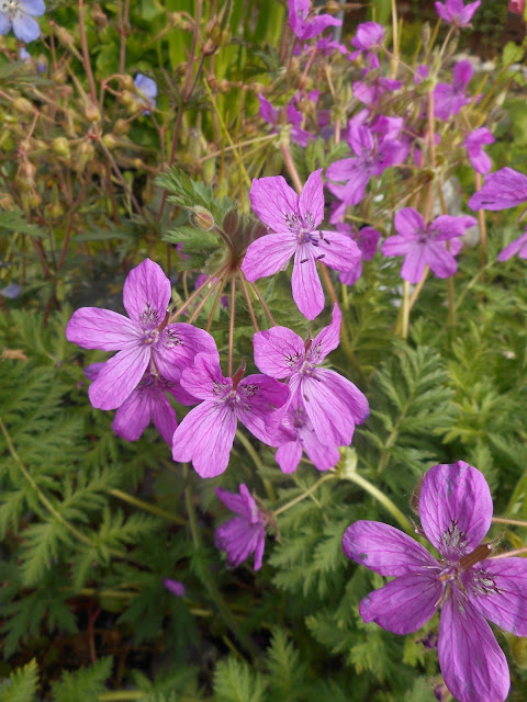 Gardening With Grace: Plant of the Week: Erodium manescavi