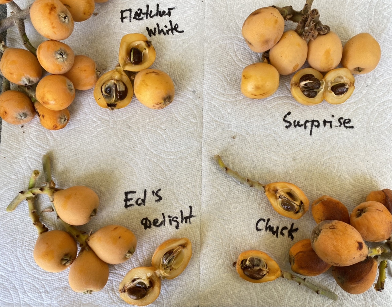 Gardening : Four White Loquats in Early June