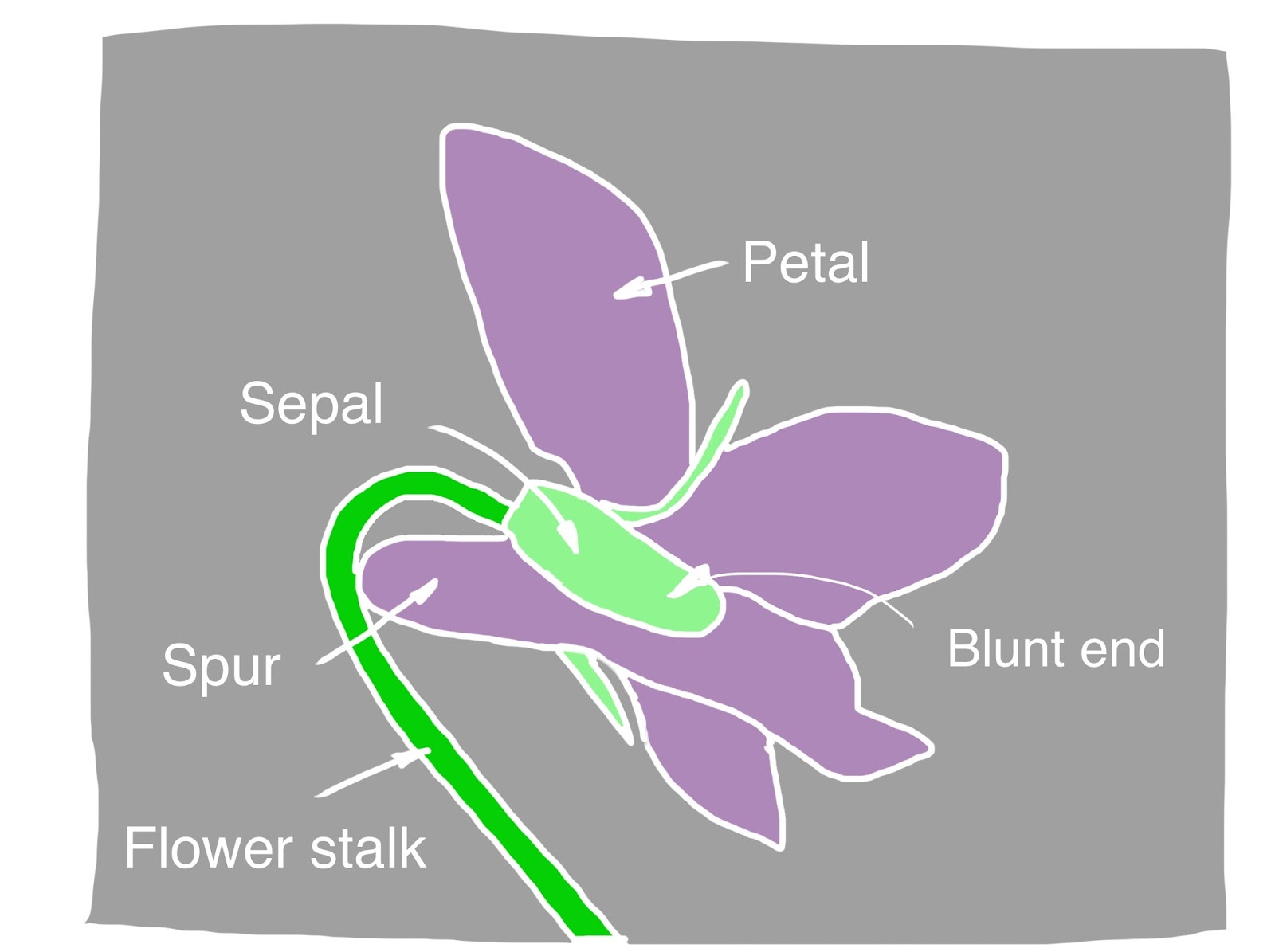 Violets and others: Sweet Violet ( Viola ordorata ) and variants