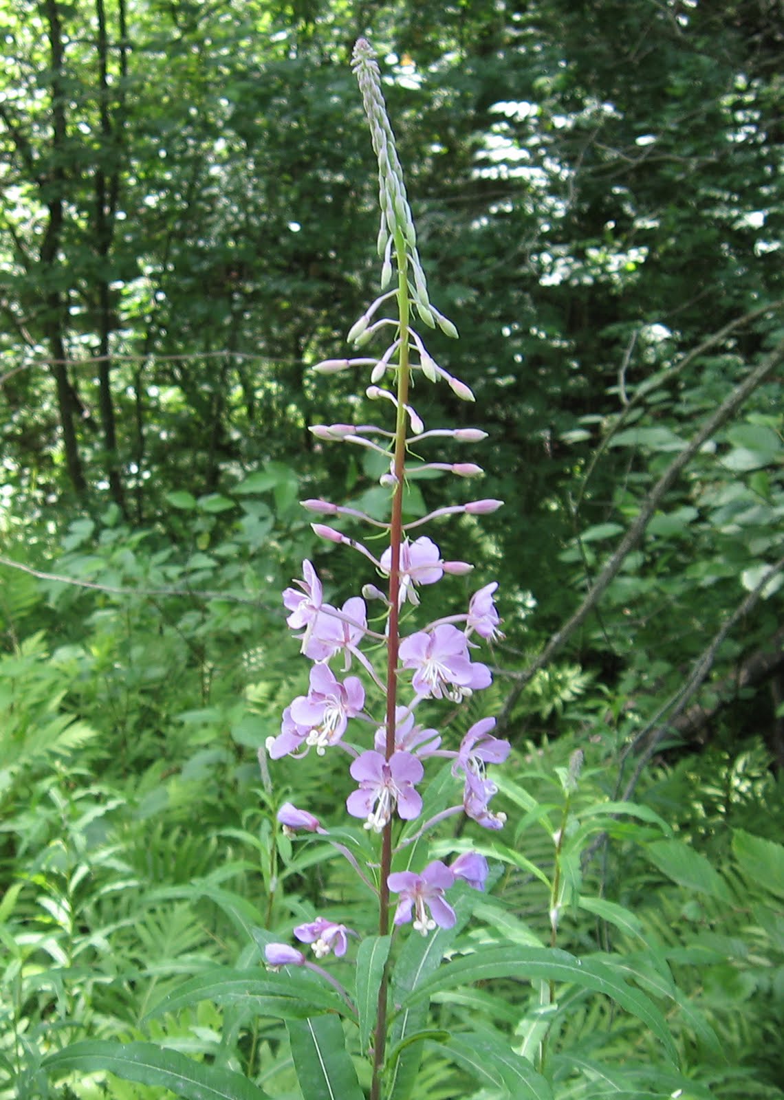 Tangled Web: Pics of Summer Flowers ... The Fields
