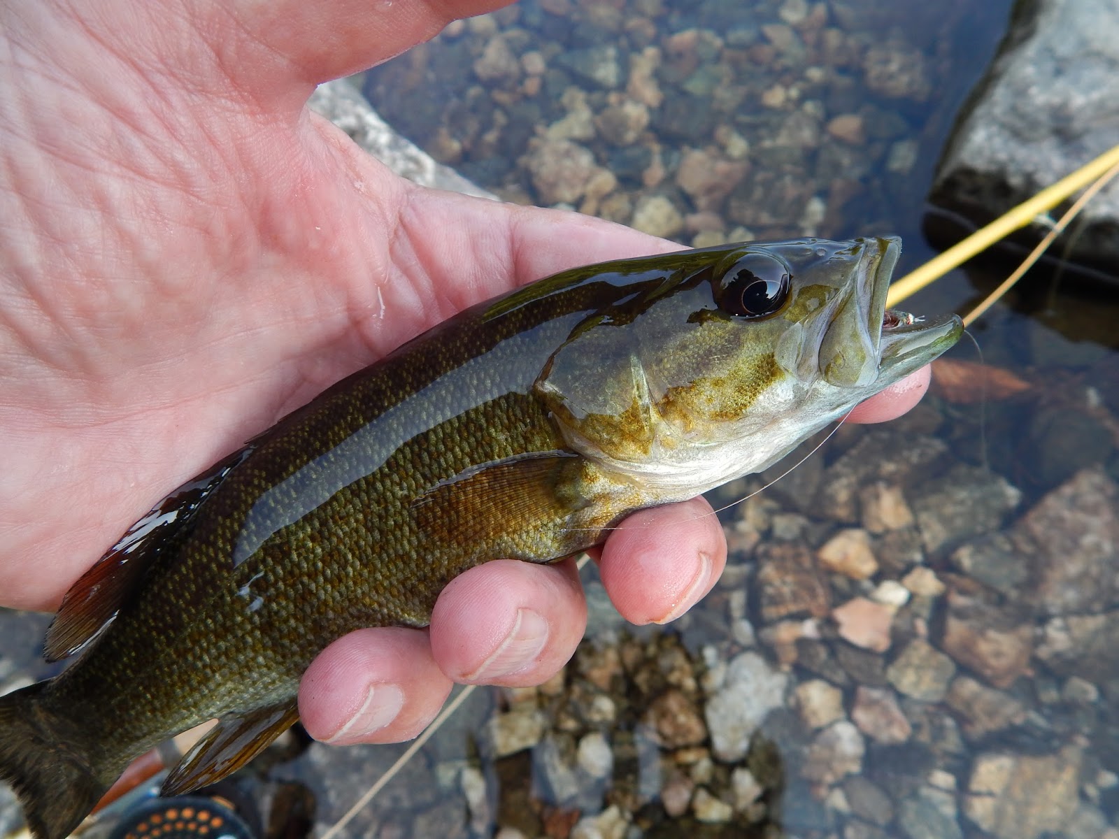 Small Stream Reflections: A plan for no trout fishing.....