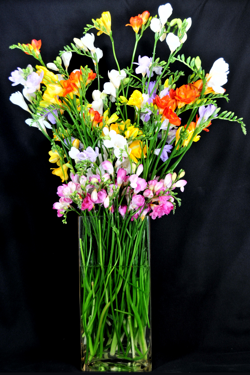 Freesia: Grace Under Pressure - Cultivation Of Crops