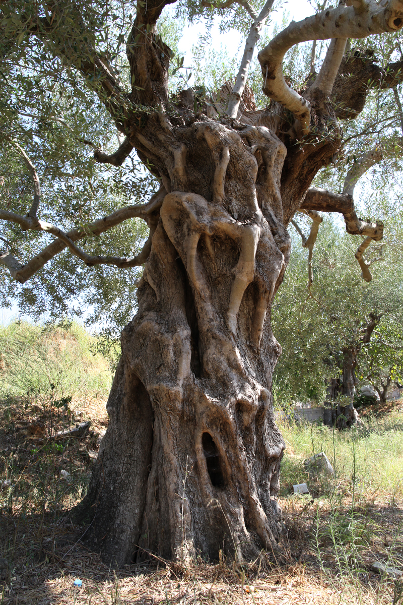 Antiguos OLIVOS del Mediterráneo : GREECE. ELLADA. MESSINIA. METHONI ...