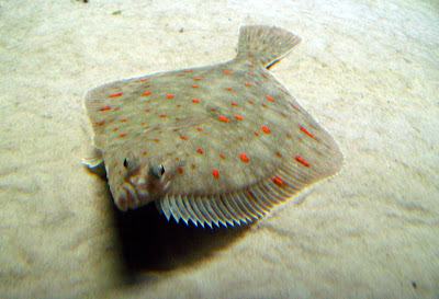 Flatfish | The Life of Animals