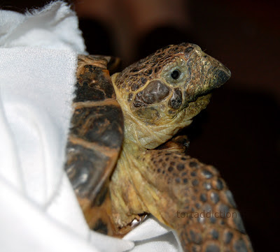 Tortaddiction: How to trim a tortoise's beak - with pictures!