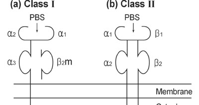 MCQs on MHC Structure, Gene arrangement & Function: Immunology