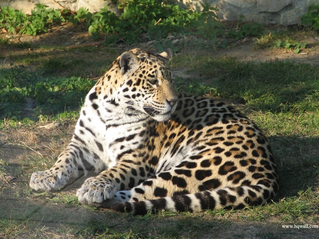 Lovely Pet Wallpaper, Lovely Pets Pictures & Animal Wallpapers