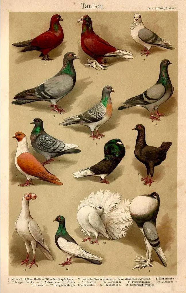 dextrangis: tipos de palomas