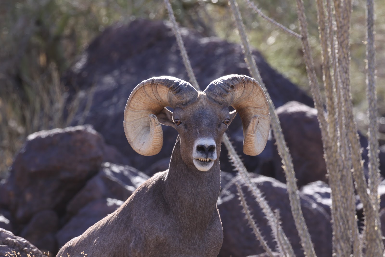 How to Field Judge and Score Desert Bighorn Sheep 3 - Jay Scott ...