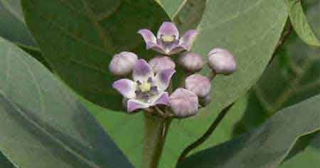 Sacred Plants Associated With Navagrahas | Hindu Blog