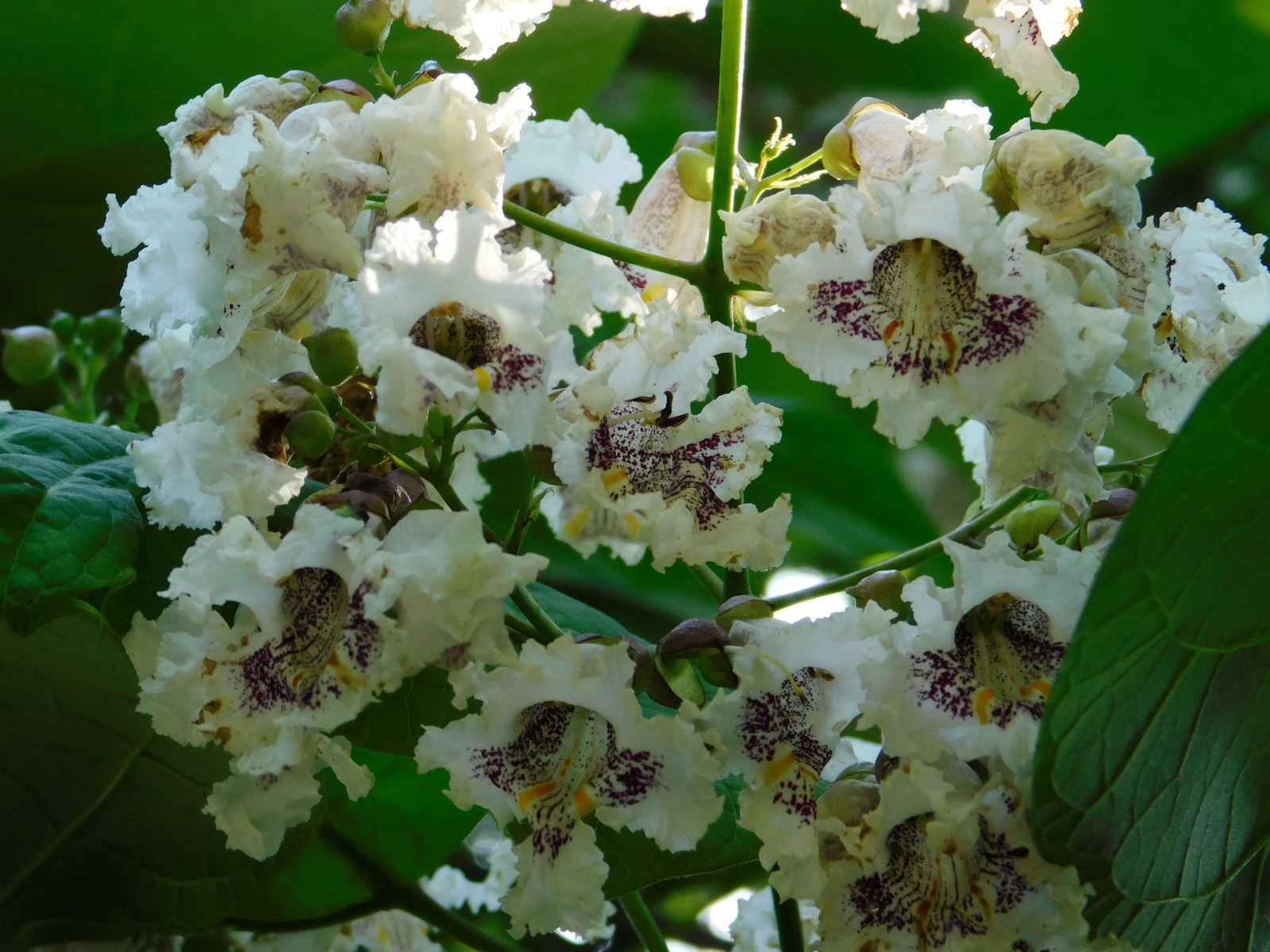 LA MULTI ANI, ROMANIA!: Pom înflorit