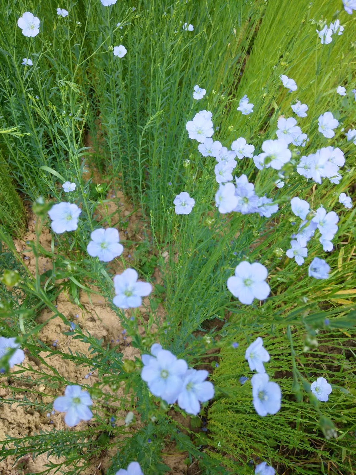 Agriculture et Alimentation Citoyennes du Neubourg: Historique de la ...