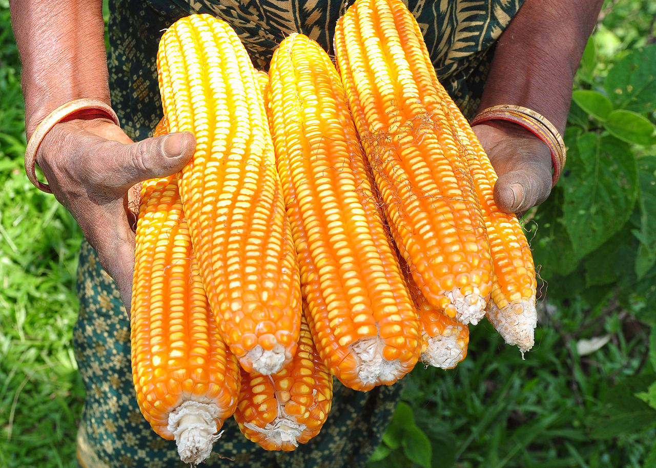 ICAR identifies 8 new hybrid maize