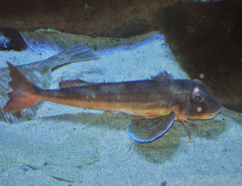 ZOOTOGRAFIANDO (6.096 ANIMALS): BEJEL / TUB GURNARD (Chelidonichthys ...