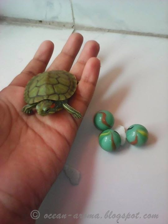 Most cute green color little tortoise photos « Ocean Aroma