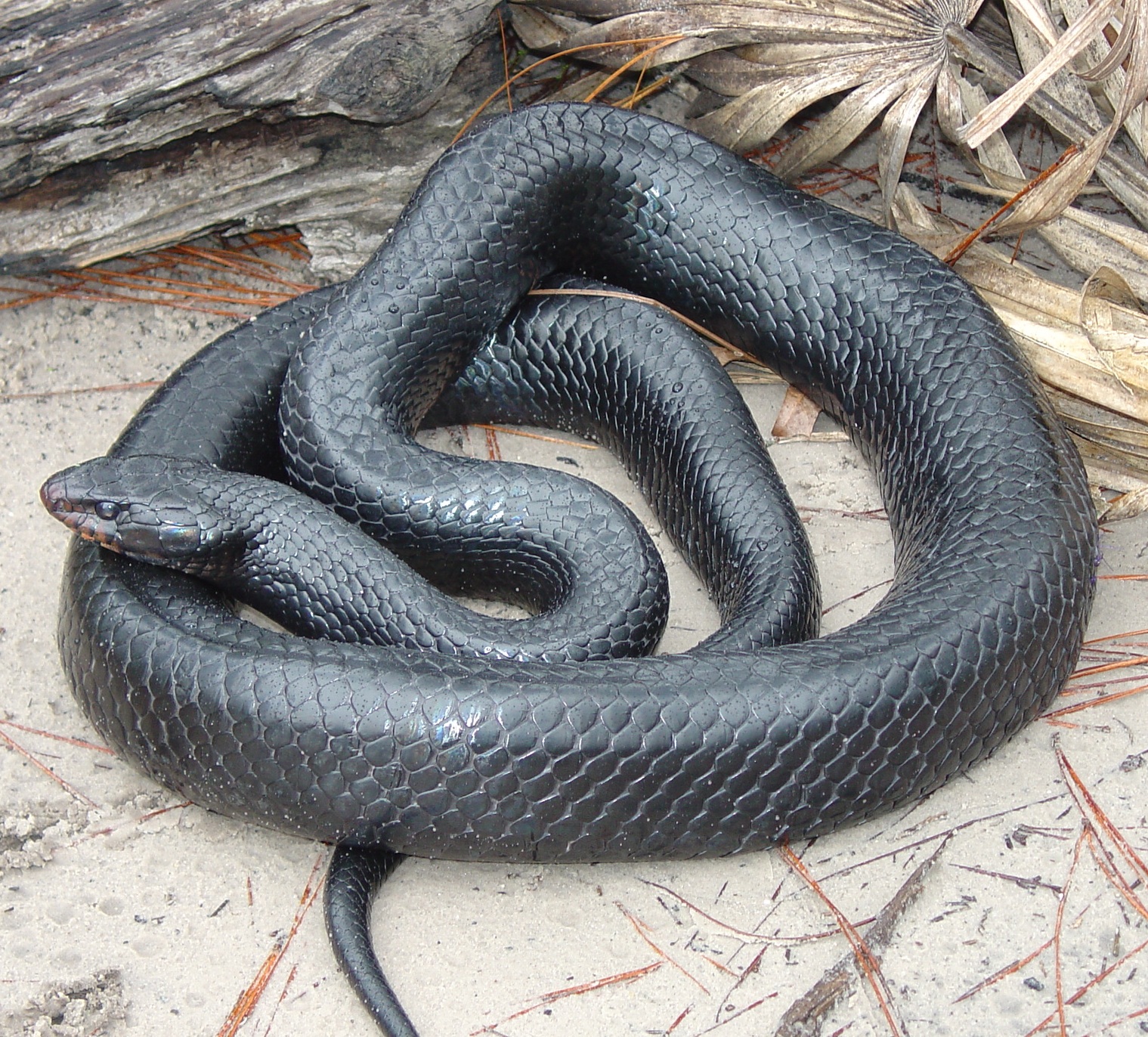 The Drawn Cutlass: Building Indigo Snake Populations In Florida
