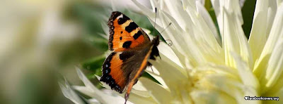 Facebook Covers Butterfly #2 | Facebook Covers | Timeline, cover, Photo