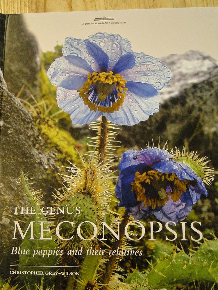 Meconopsis World - A Visual Reference: 2014