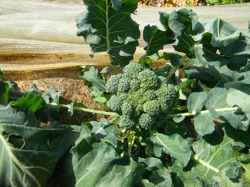 Home Joys: It Works! Row Covers for Worm Free Broccoli