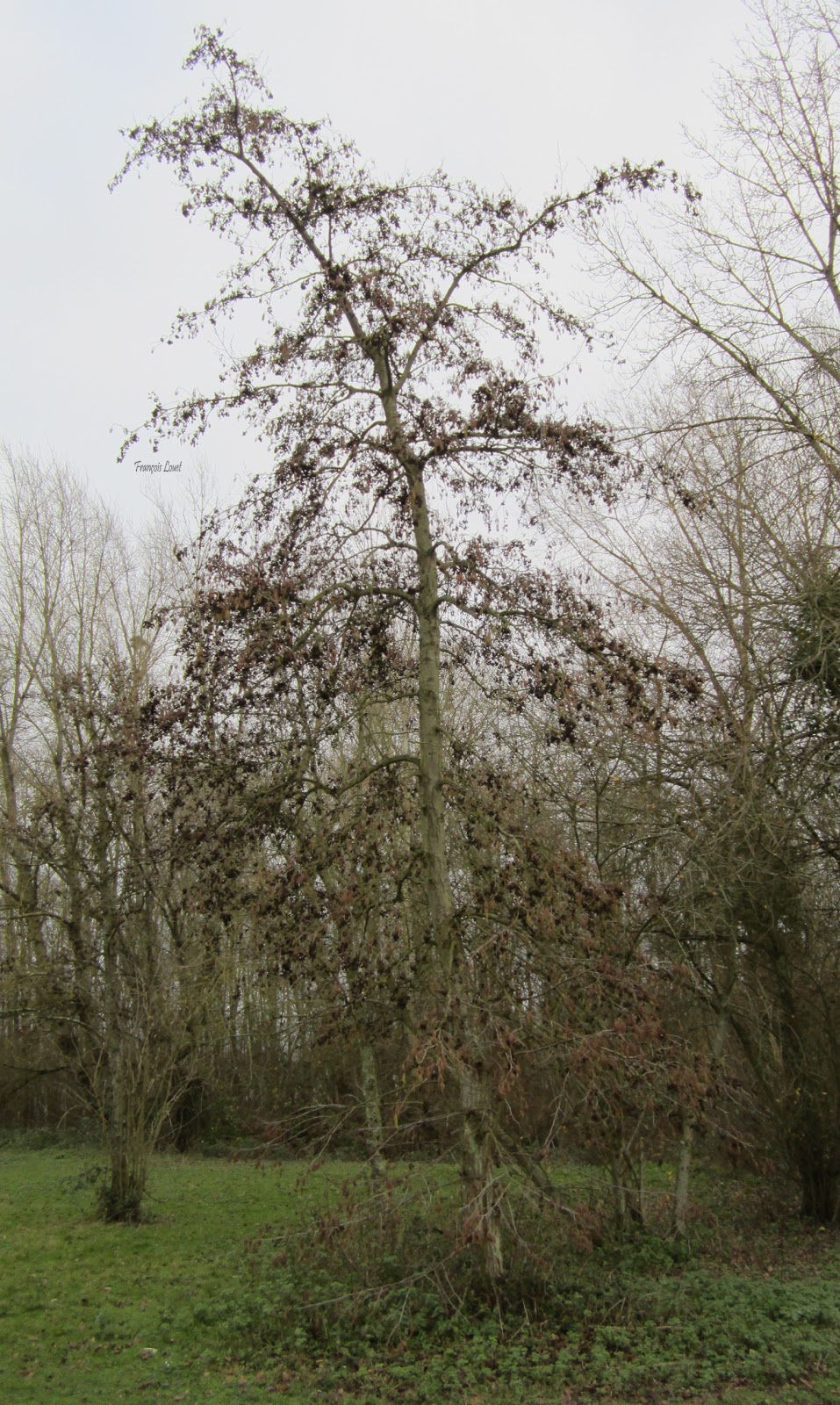 Herbier du Jardin: Aulne commun