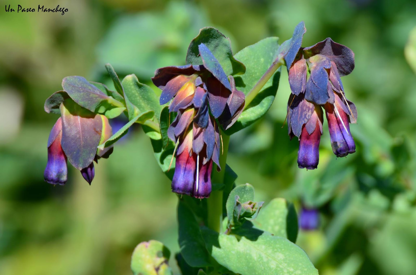 Un Paseo Manchego: Ceriflor, Cerinthe major purpurascens.