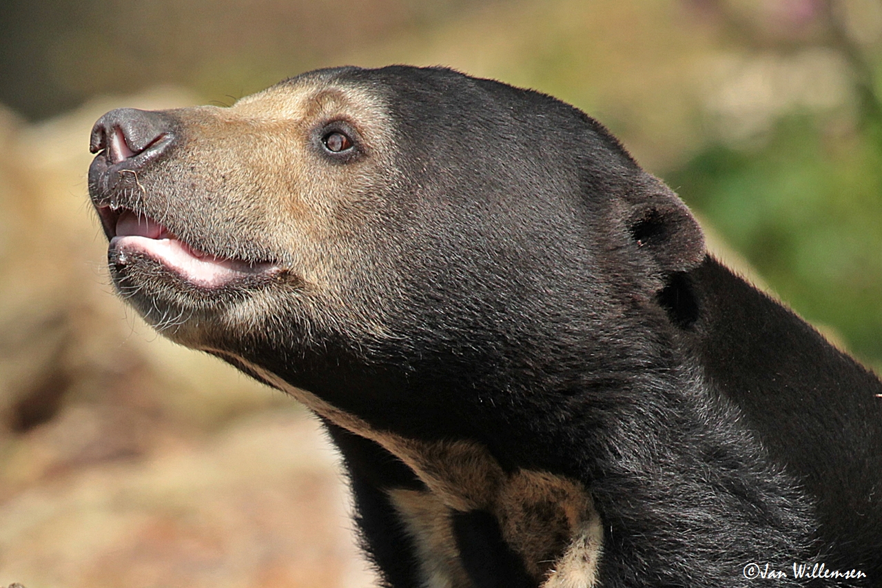 Jan Willemsen Fotografie: Burgers Zoo Arnhem