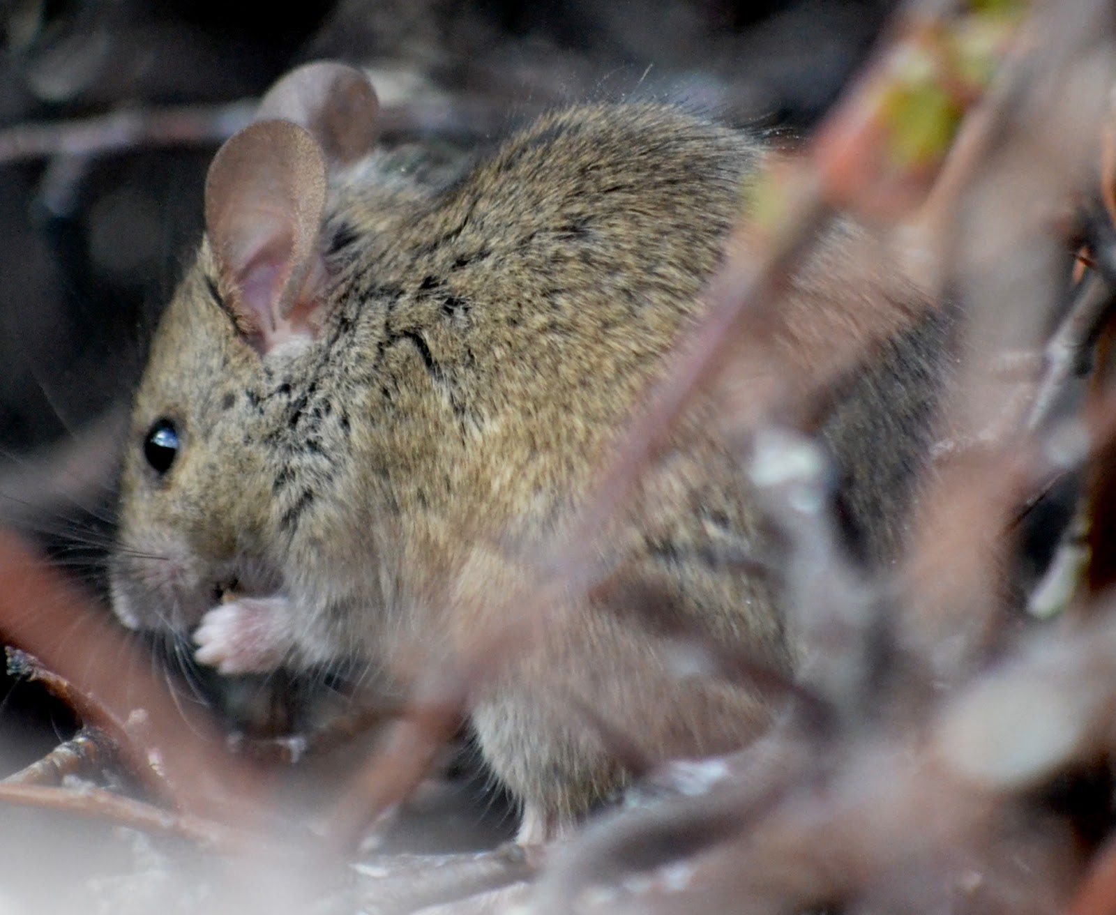 Blessed Little Creatures: Dog Paws, the Purple Creeper, tree-climbing ...