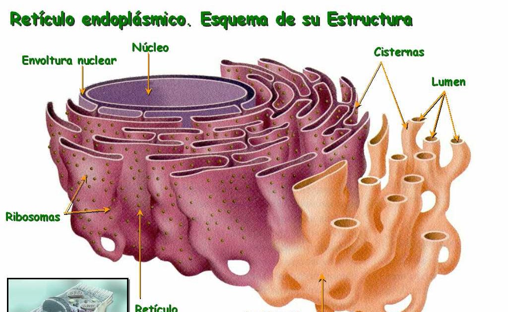 Las Organelas: Reticulo Endoplasmatico