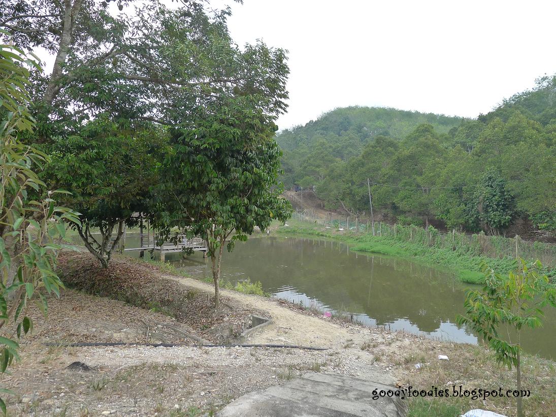 GoodyFoodies: A Day in a Durian Plantation @ Pertang, Negeri Sembilan