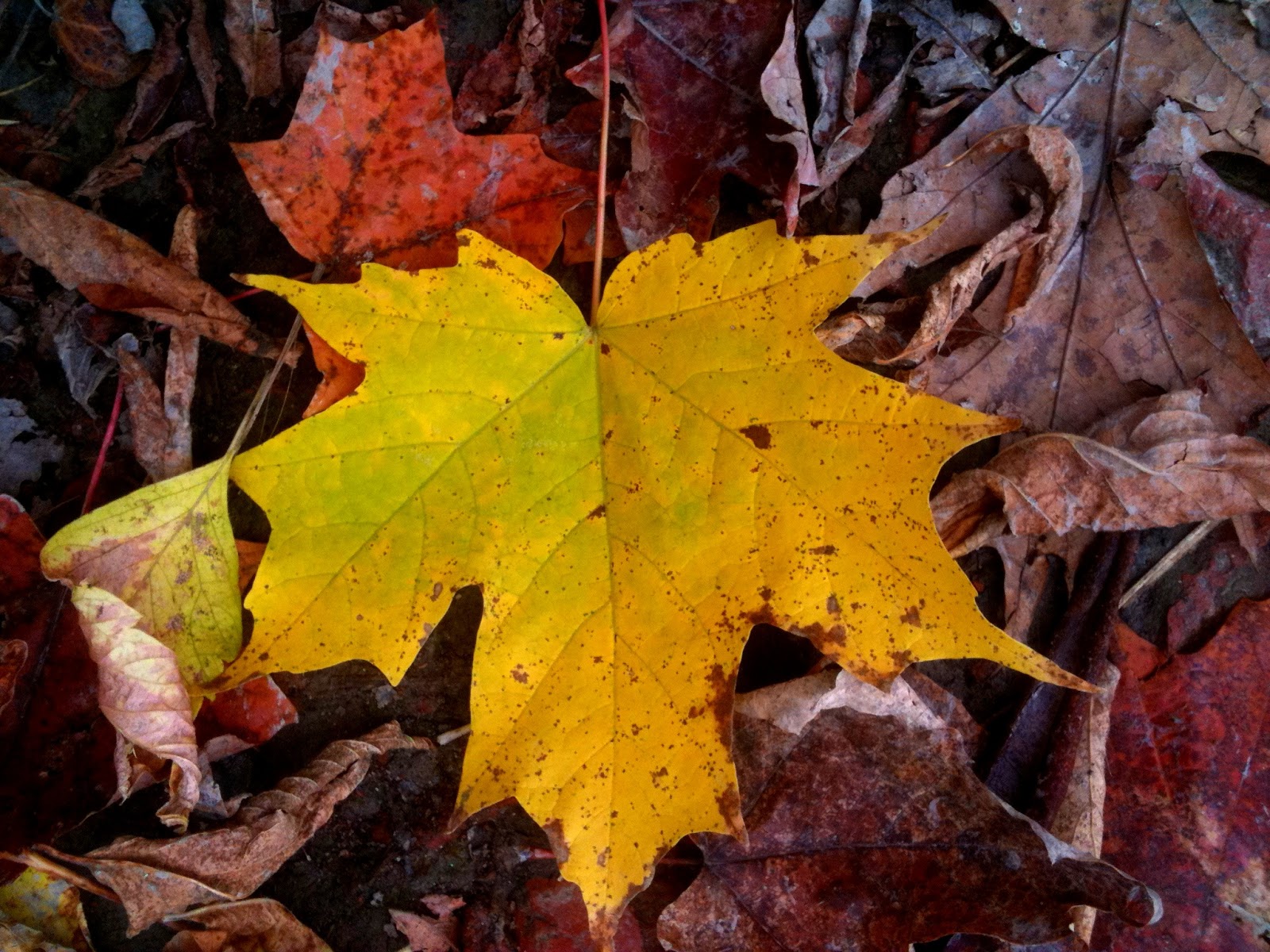 A Year of Being Here: Bronislaw Maj: "A Leaf"