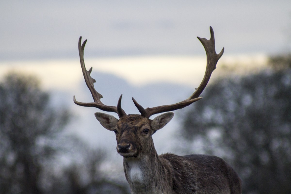 Mythology And Folklore UN Textbook Story Of The Day How The Deer Got Mythology And Folklore UN Textbook Story Of The Day How The Deer Got