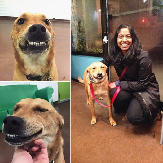 Dog Who Just Got Adopted Can't Stop Smiling