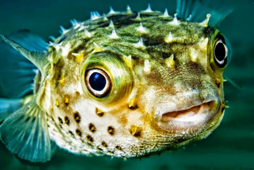 PUFFER FISH photos - wallpapers (ανανεωμένο) | the fun bank