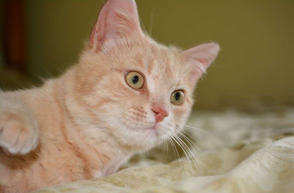 Knatolee's World: Creamsicle cat