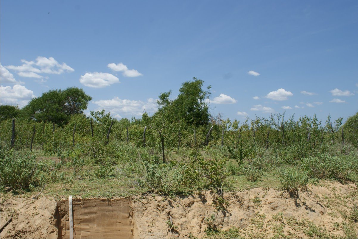 Onde as Plantas Crescem - Neossolos