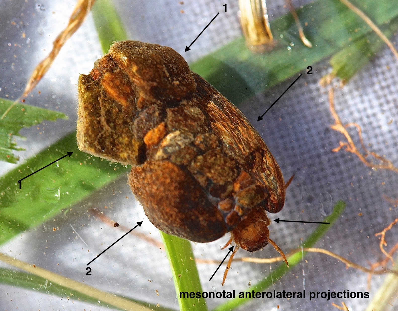 Aquatic Insects of Central Virginia: Low Water in the Small Streams in ...