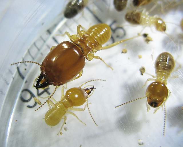 Photos and Info on Ants and Termites of Malaysia: Macrotermes Gilvus