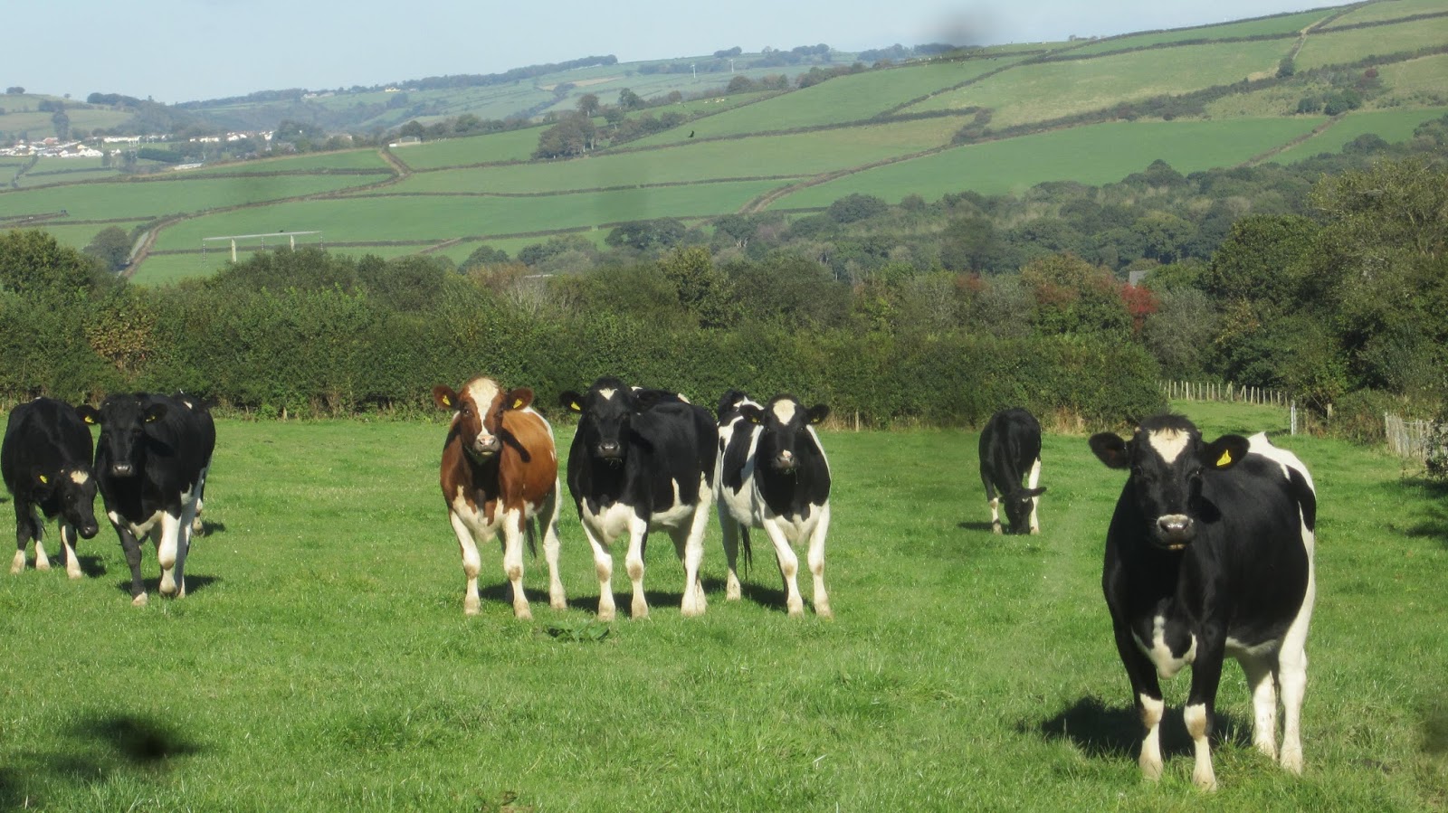 Life on a Welsh Farm: Farmer 's Union of Wales Conference