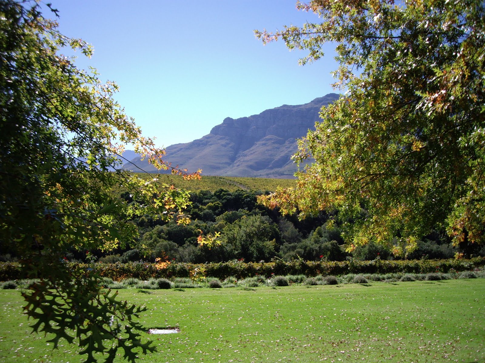 Wineries in the Western Cape: Rust En Vrede - Stellenbosch