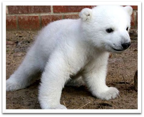 Baby Bear - About Animals