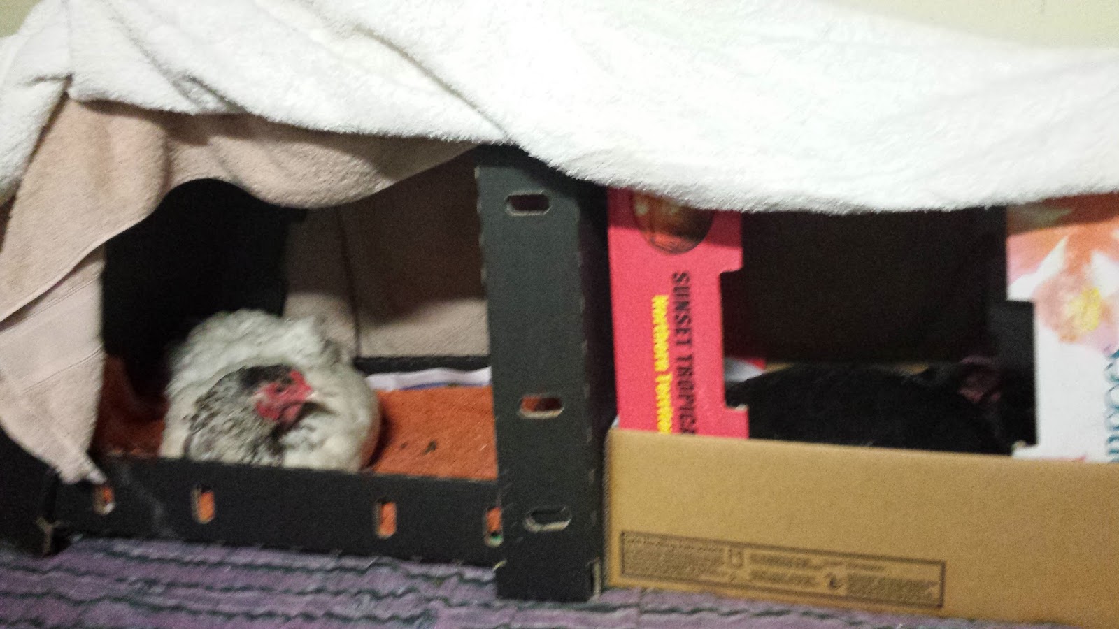 Where to put a sick or injured chicken...