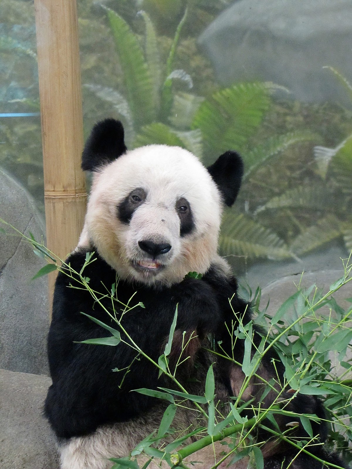 My Polar Bear Friends and Friends of Polar Bears: Haley of the Memphis Zoo
